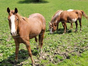 Local News - Herald-Standard